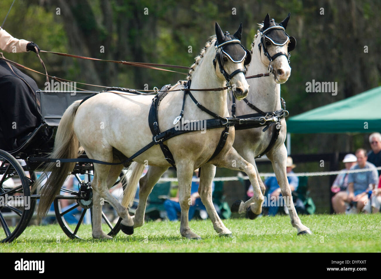 Driving Ponies