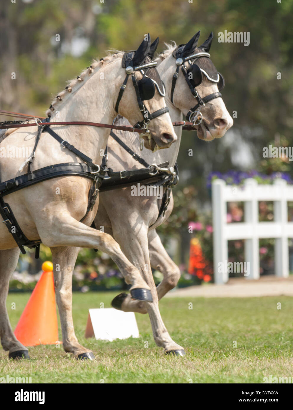Competition ponies hi-res stock photography and images - Alamy