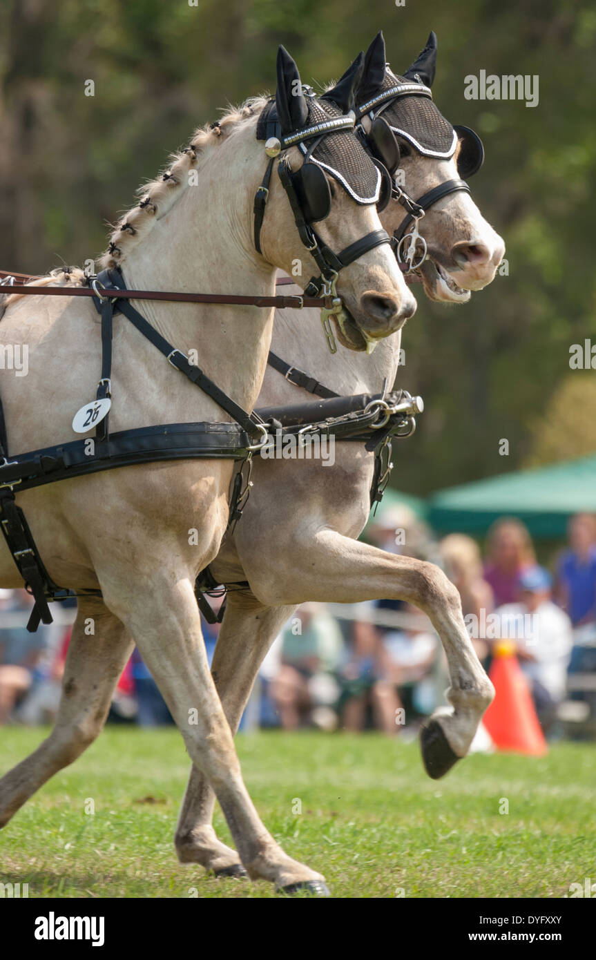 Two welsh pony horses hi-res stock photography and images - Alamy