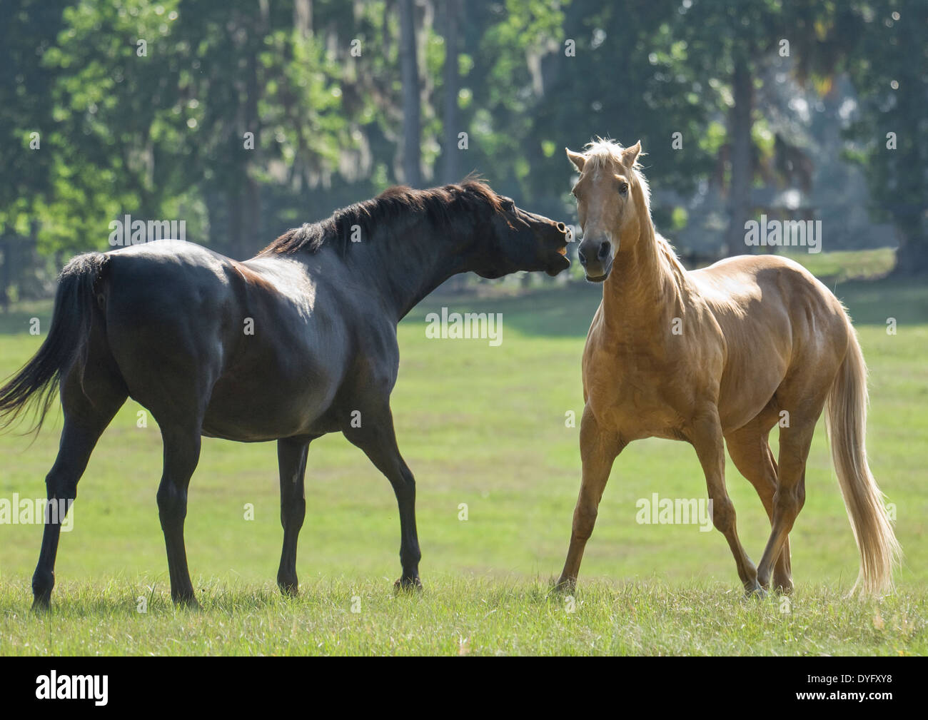 Two Quarter Horse geldings bite and play together Stock Photo - Alamy