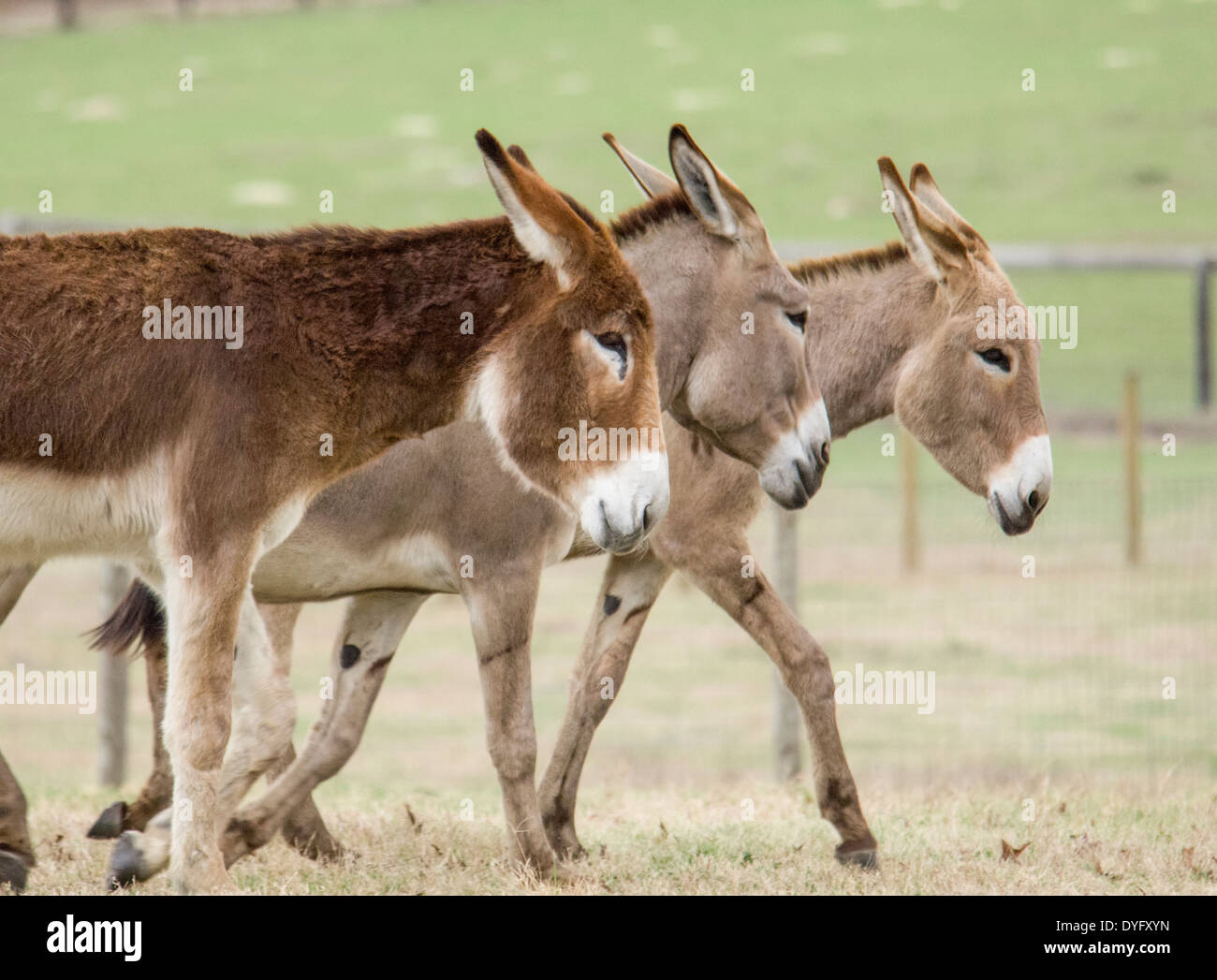 Donkey hi-res stock photography and images - Alamy