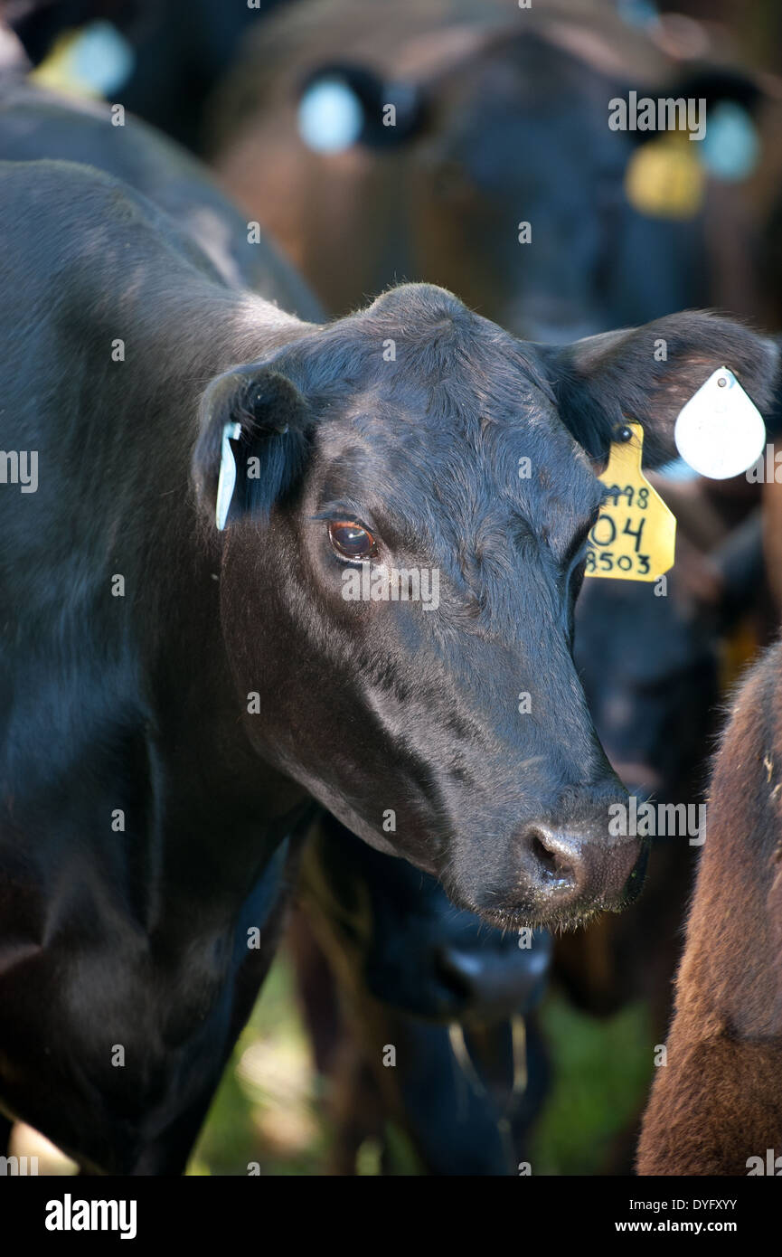 Angus hi-res stock photography and images - Alamy