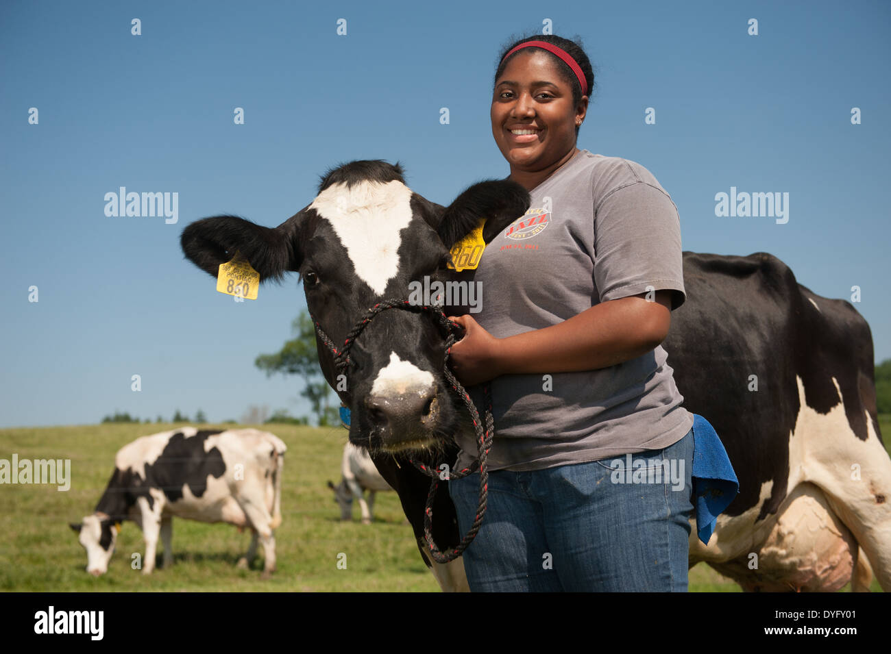 African American Girl with Cow at Dairy Farm Clarksville MD Stock Photo ...