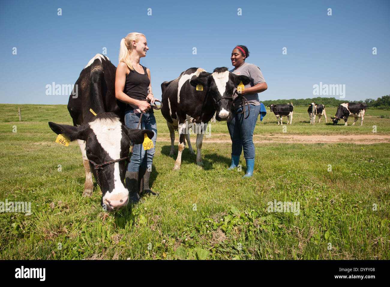 Young women with Cows at Dairy Farm Clarksville MD Stock Photo - Alamy