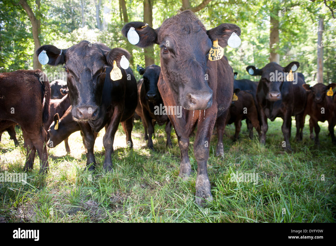 Herd of beef cattle hi-res stock photography and images - Alamy