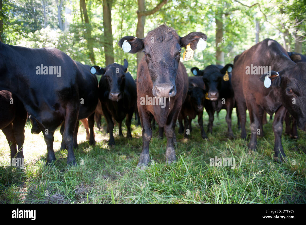 Beef Cattle Stock Photo - Alamy