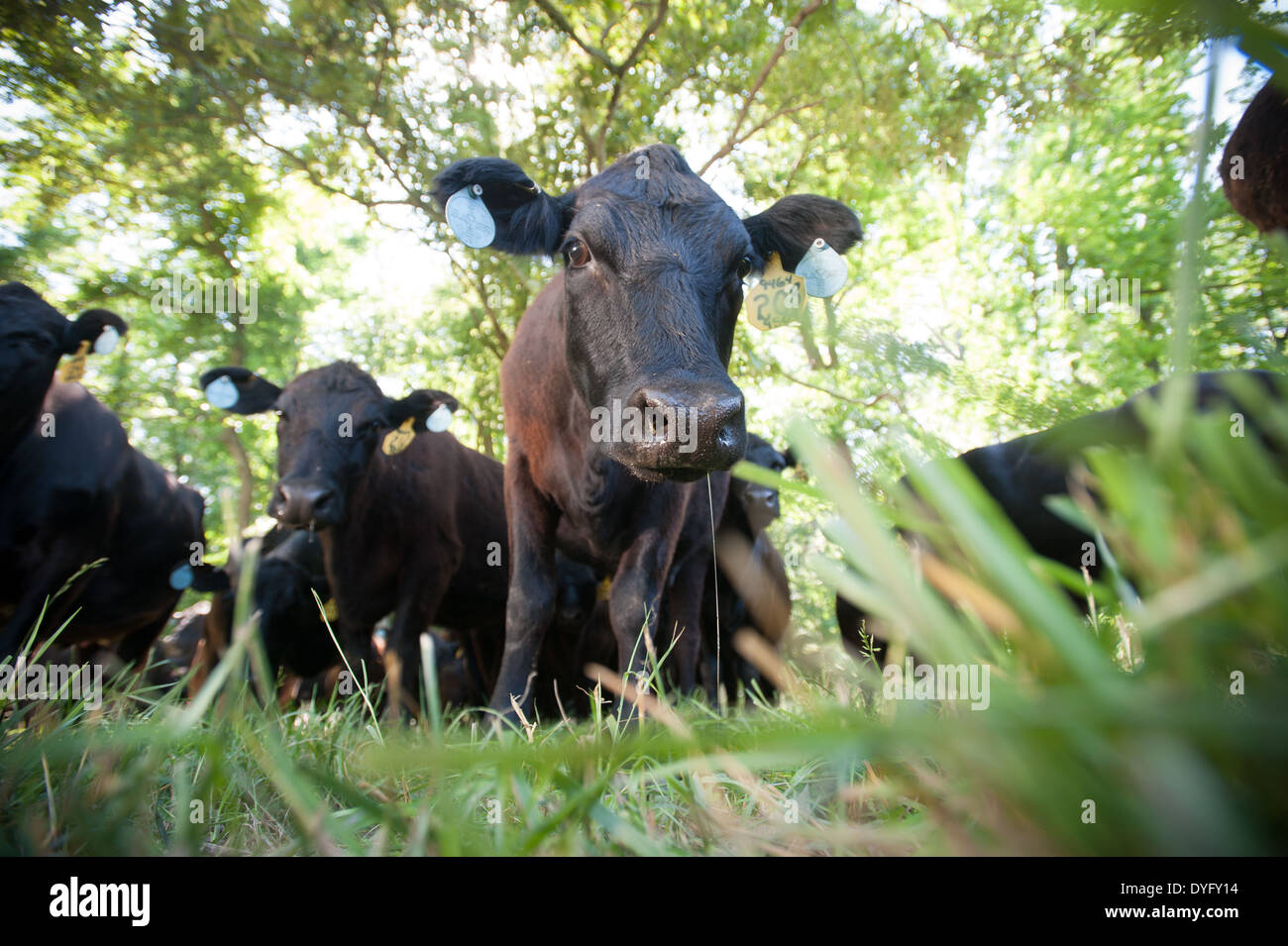 Beef Cattle Stock Photo - Alamy