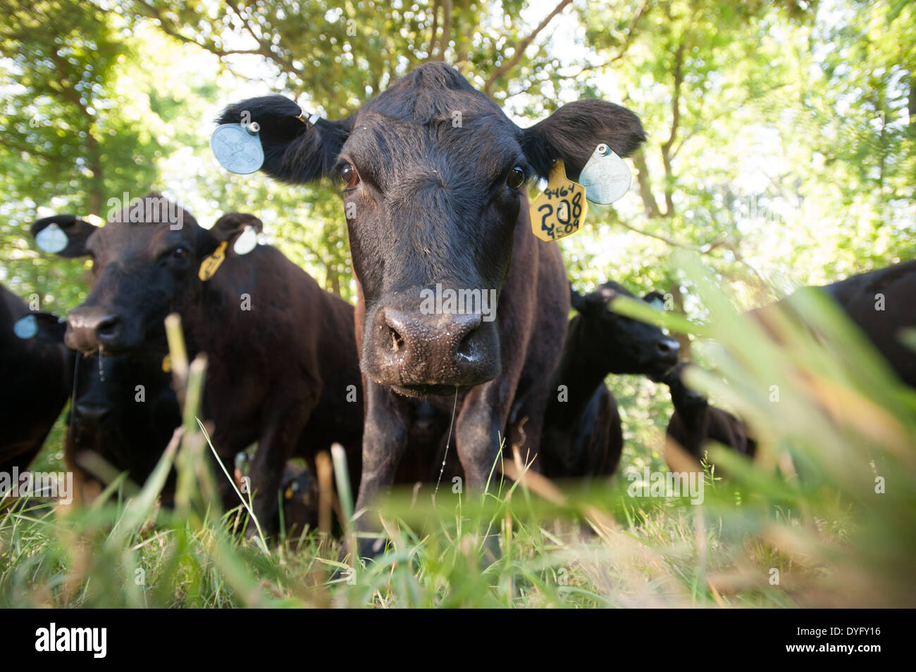 Herd of beef cattle hi-res stock photography and images - Alamy