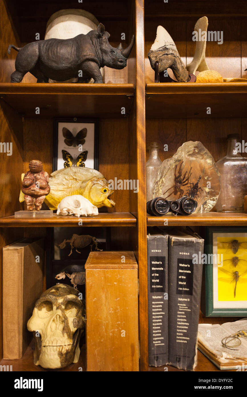 USA, Oklahoma, Oklahoma City, Museum of Osteology, animal skeletons ...