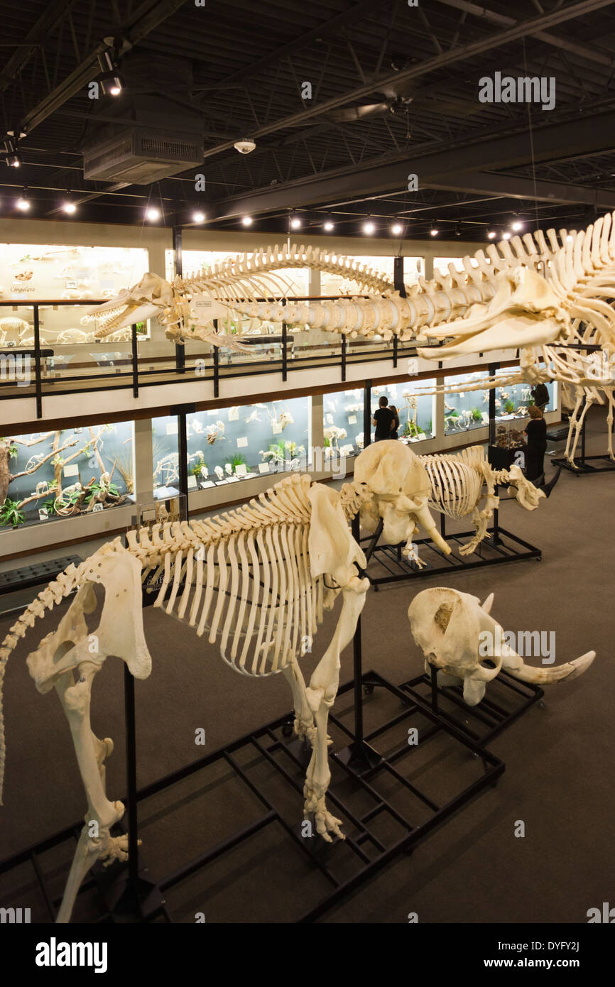 USA, Oklahoma, Oklahoma City, Museum of Osteology, animal skeletons ...