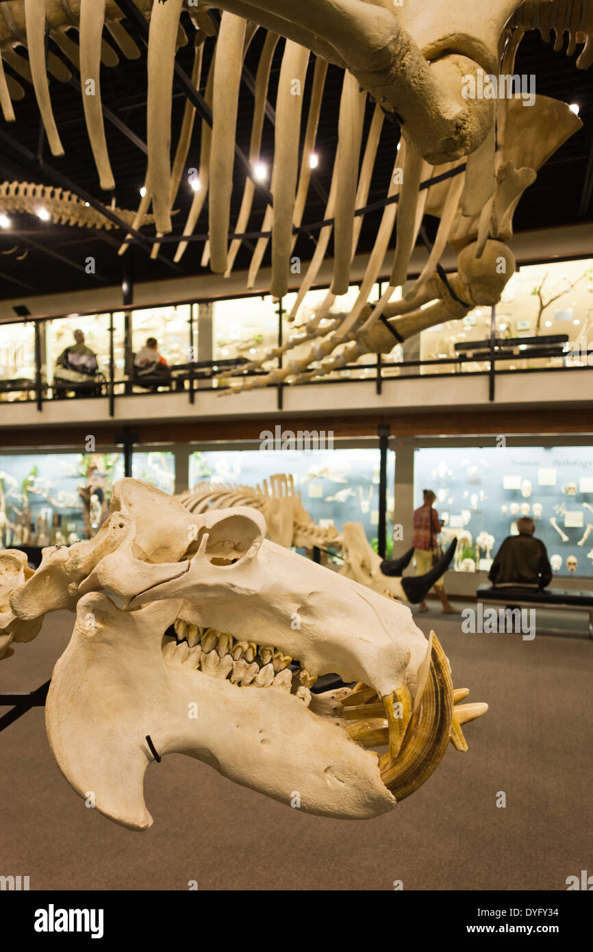 Museum of osteology hi-res stock photography and images - Alamy