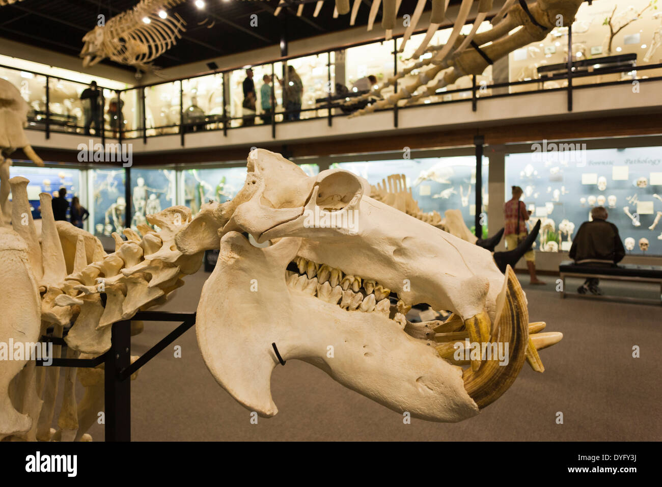 Osteology High Resolution Stock Photography and Images - Alamy