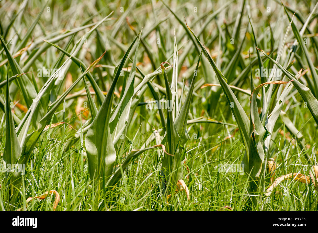 Stressed Corn Preston MD Stock Photo - Alamy
