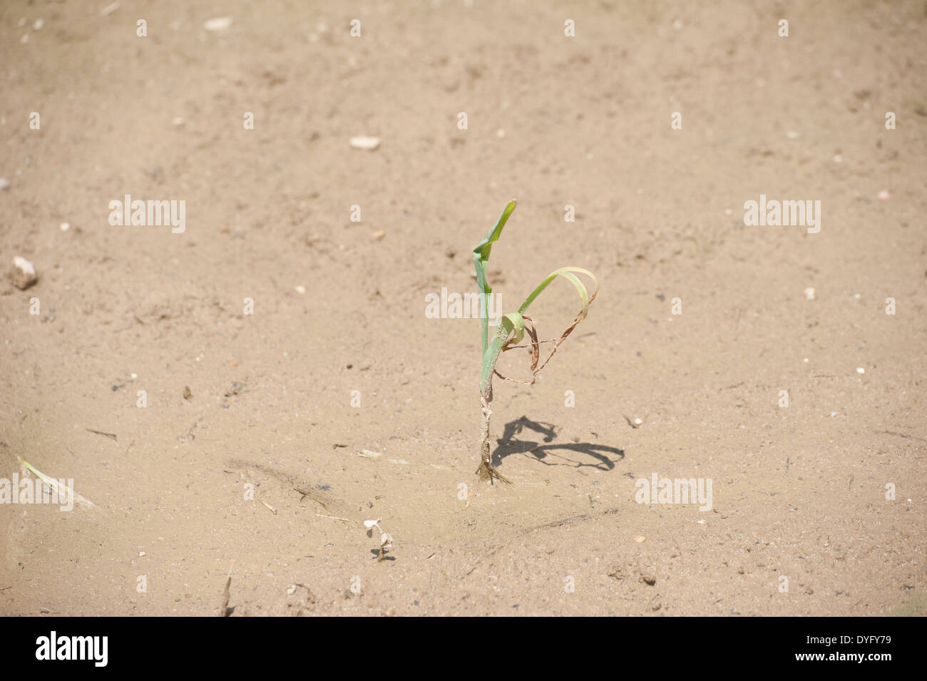 Stressed Corn Preston MD Stock Photo - Alamy