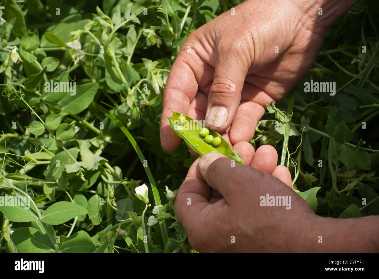 Hands holding open pea pod Stock Photo - Alamy