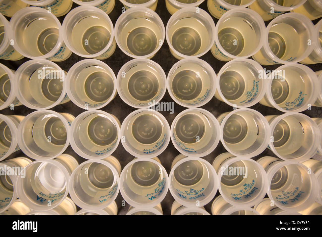 Cups of liquid in lab Stock Photo - Alamy