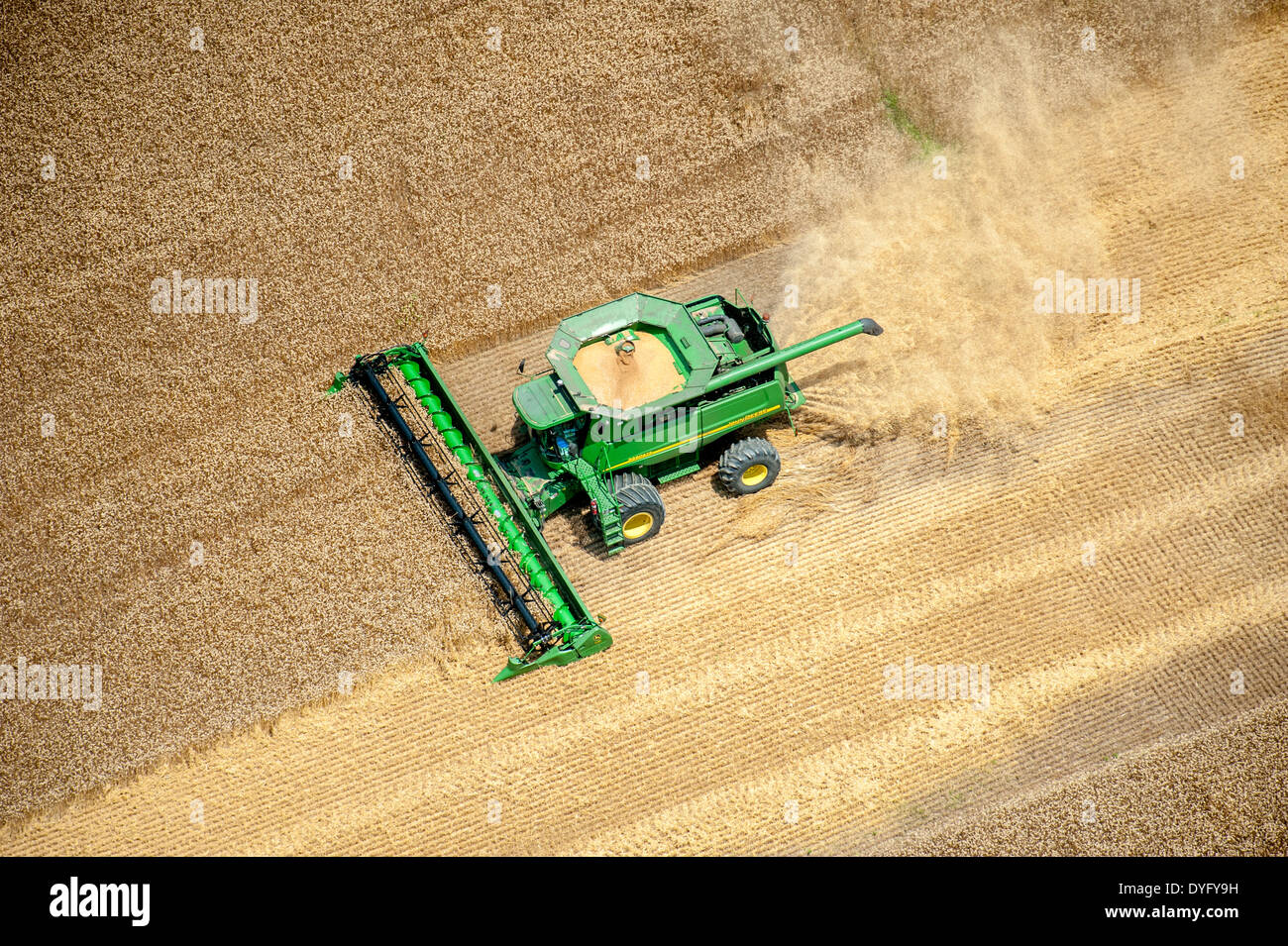 Combine harvesting wheat an Eastern Shore of Maryland Stock Photo - Alamy