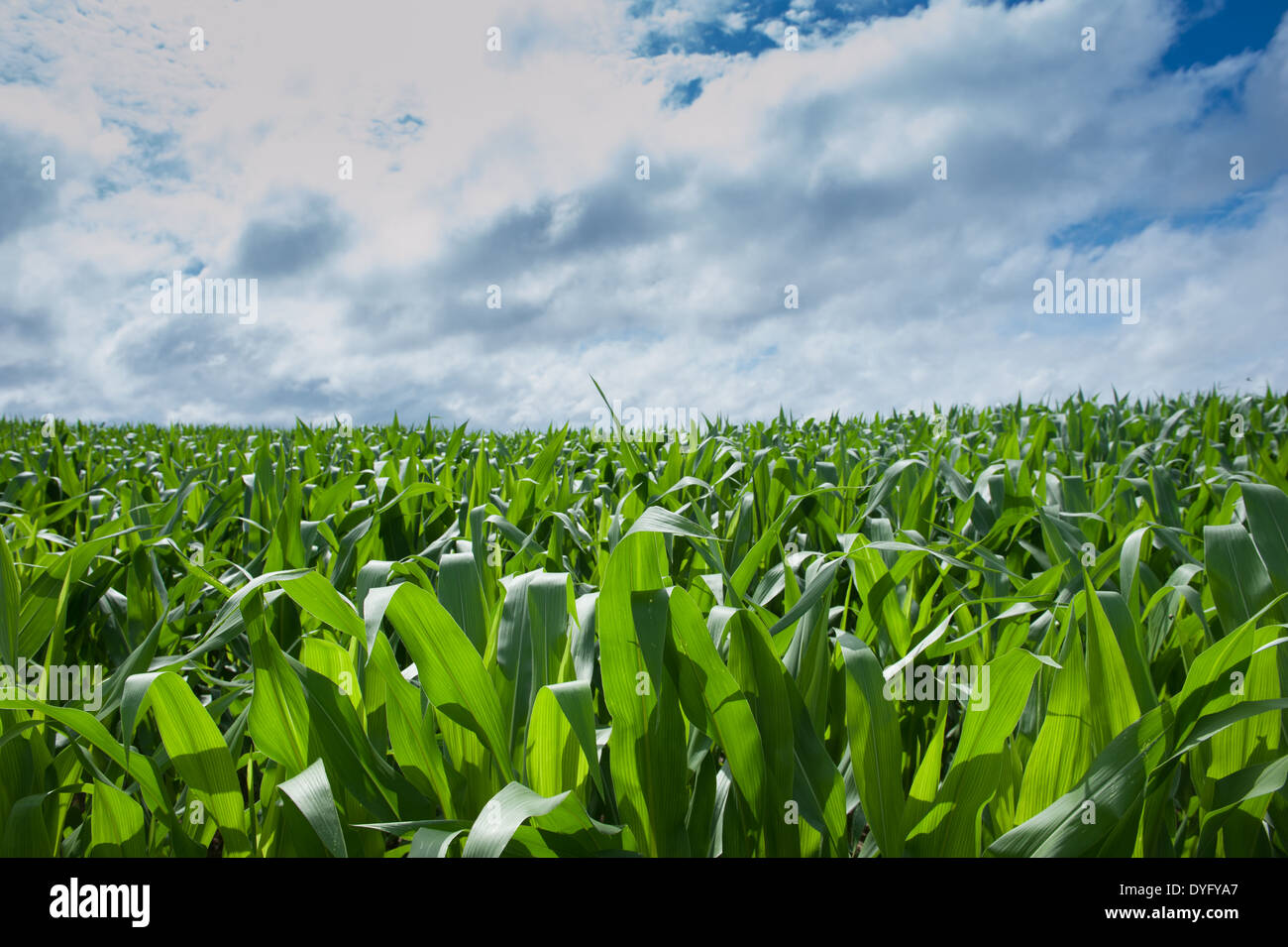 The corn field hi-res stock photography and images - Alamy