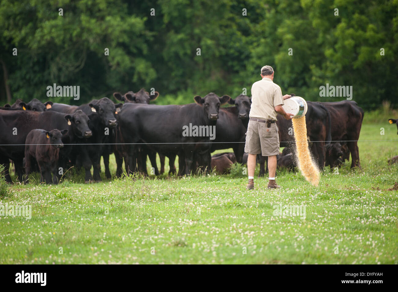 Farmer with cattle hi-res stock photography and images - Alamy