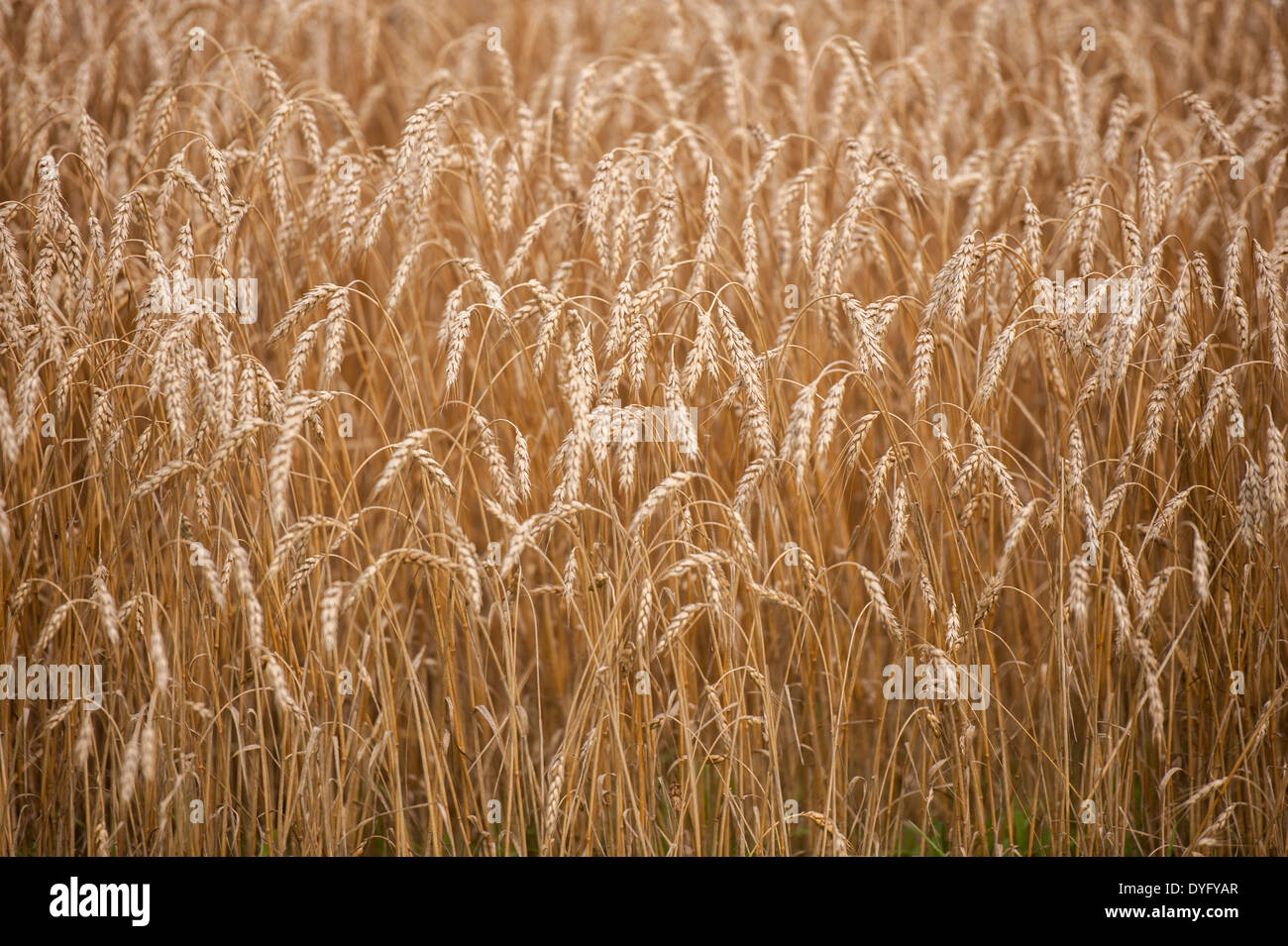 Close up of wheat grain hi-res stock photography and images - Alamy