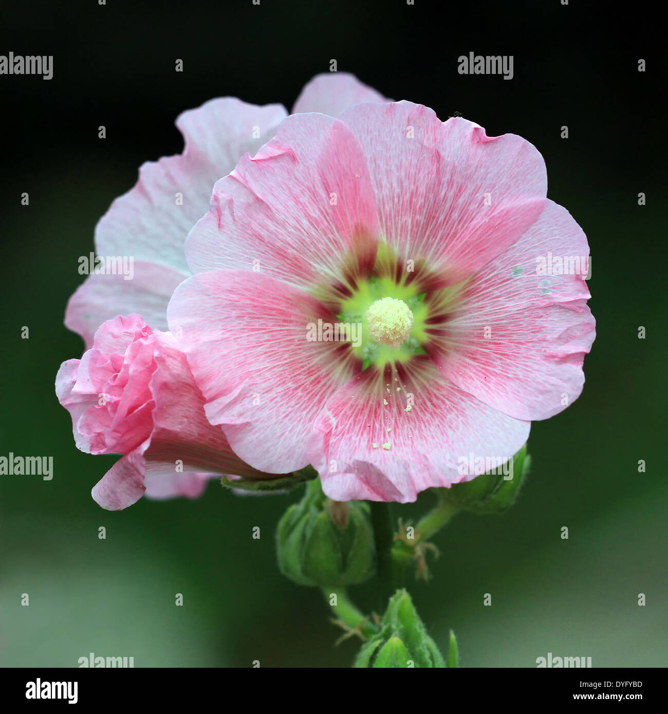 Althaea hi-res stock photography and images - Alamy