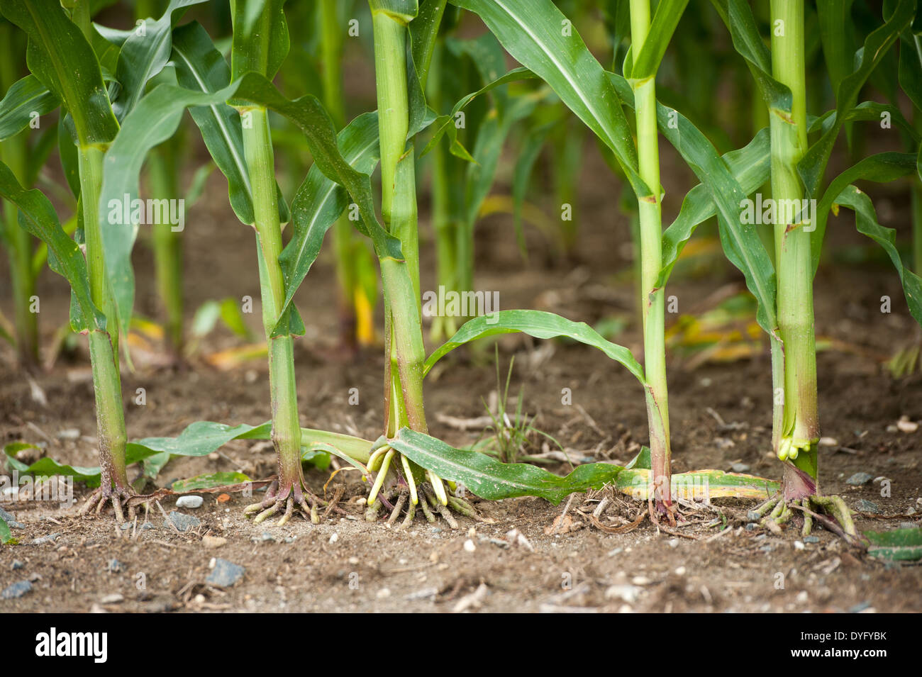 Corn princess hi-res stock photography and images - Alamy