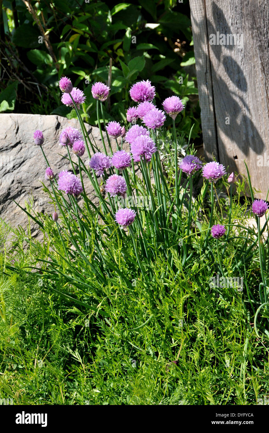 Trifolium Pratense Dark Purple Circular Round Wildflower Stock Photo ...