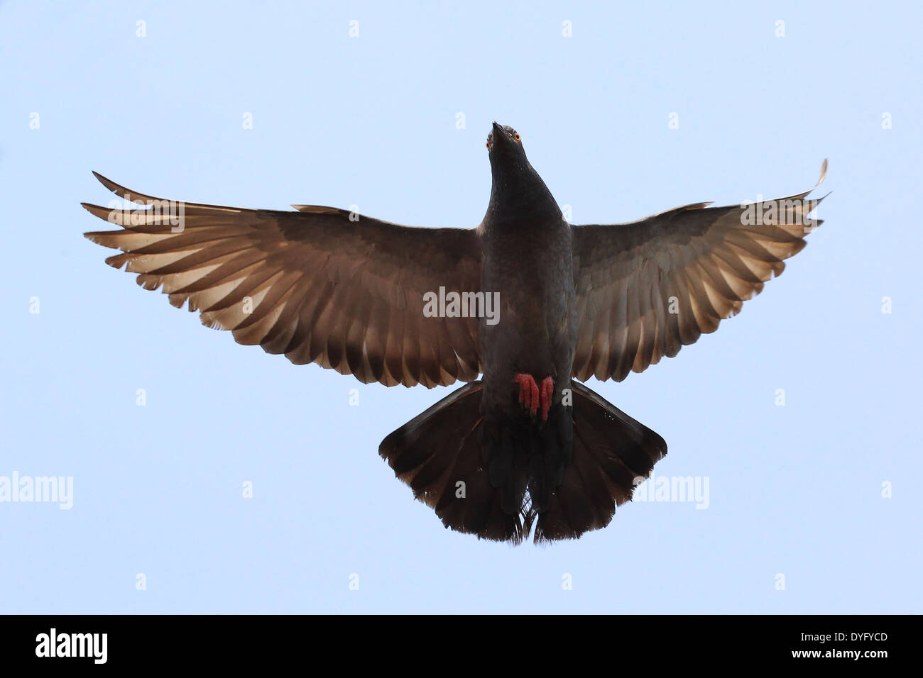 Pigeon flying sea hi-res stock photography and images - Alamy