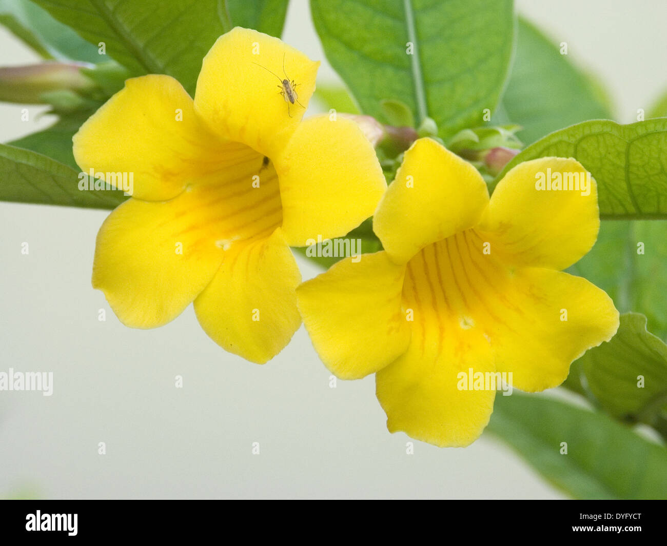 Mimulus Monkey Flower in Orange and Yellow with a Cricket Crawling on ...