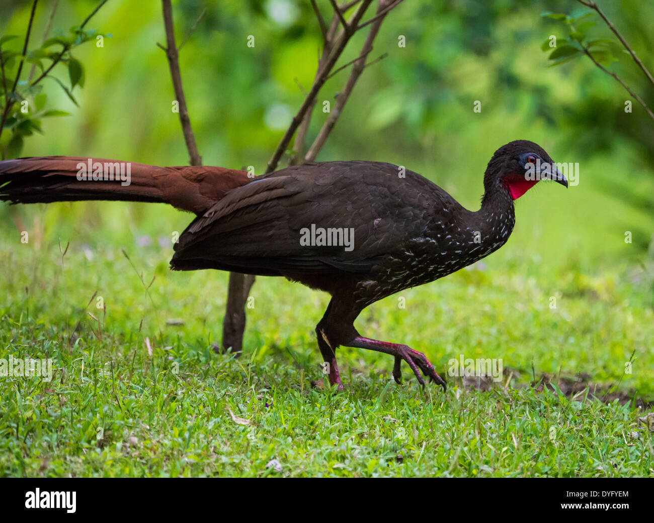 Crested Guan