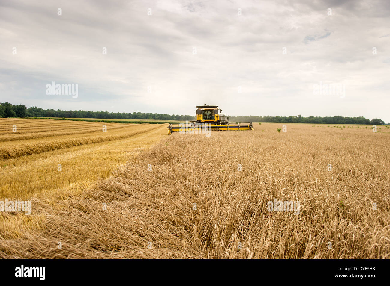 Wheat harvest hi-res stock photography and images - Alamy