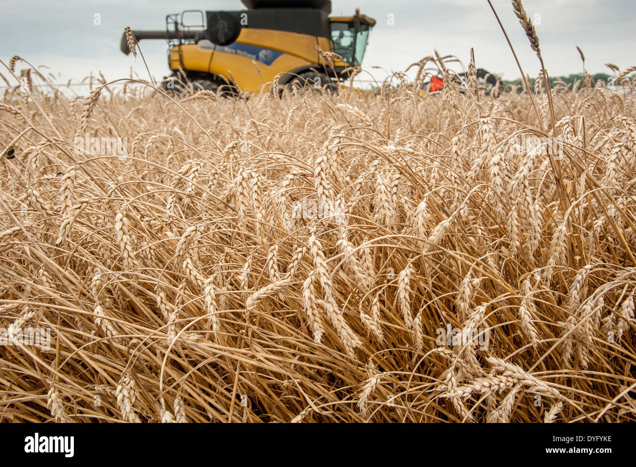 Farm wheat harvesting hi-res stock photography and images - Alamy
