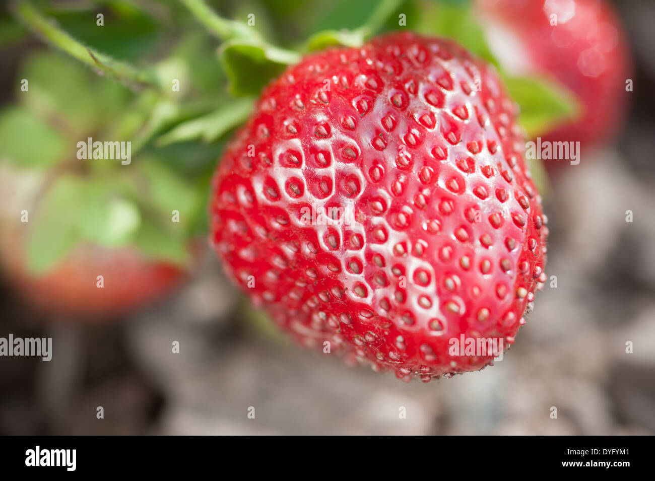 Pennsylvania strawberry farm hi-res stock photography and images - Alamy