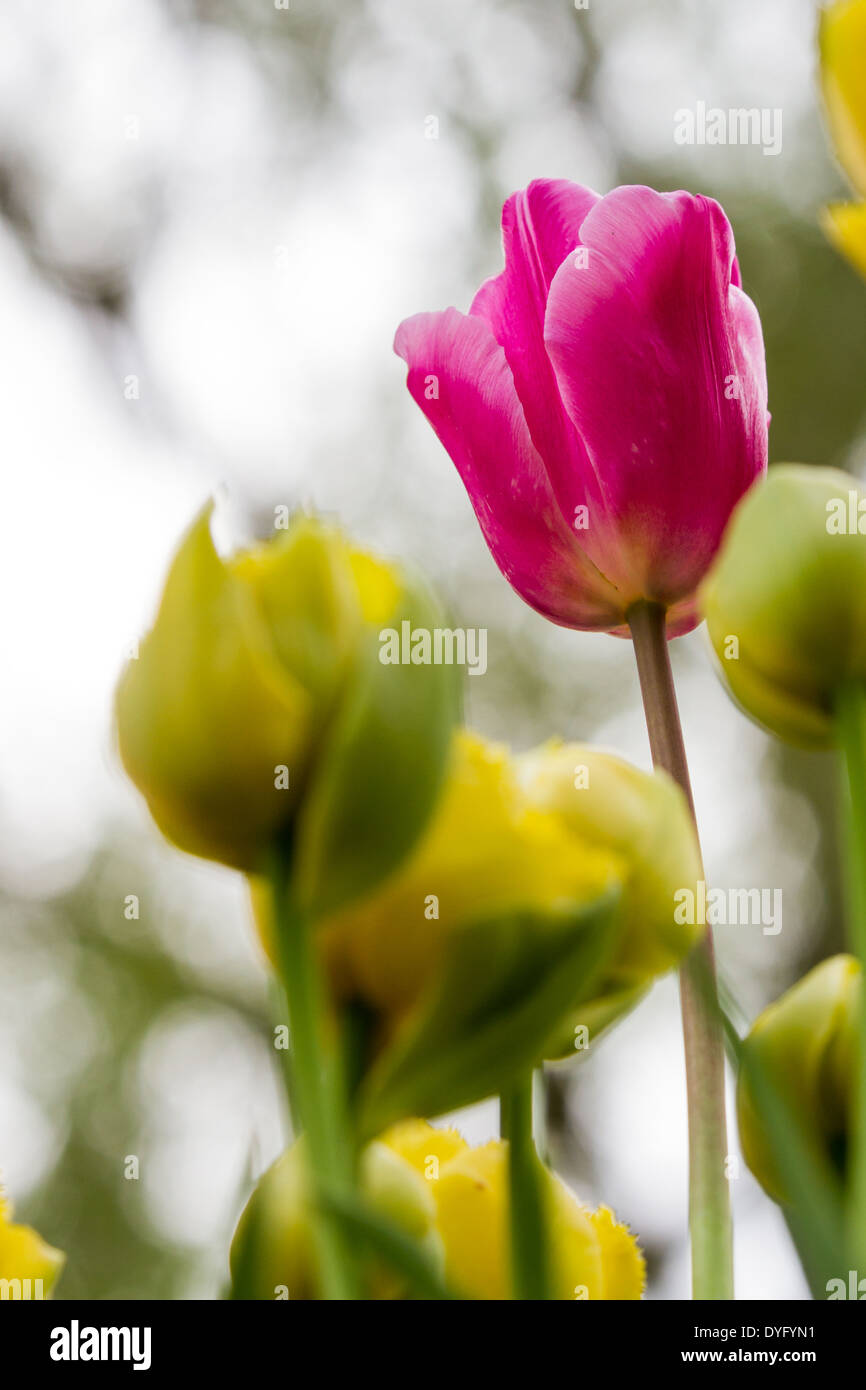 Tall pink tulips hi-res stock photography and images - Alamy