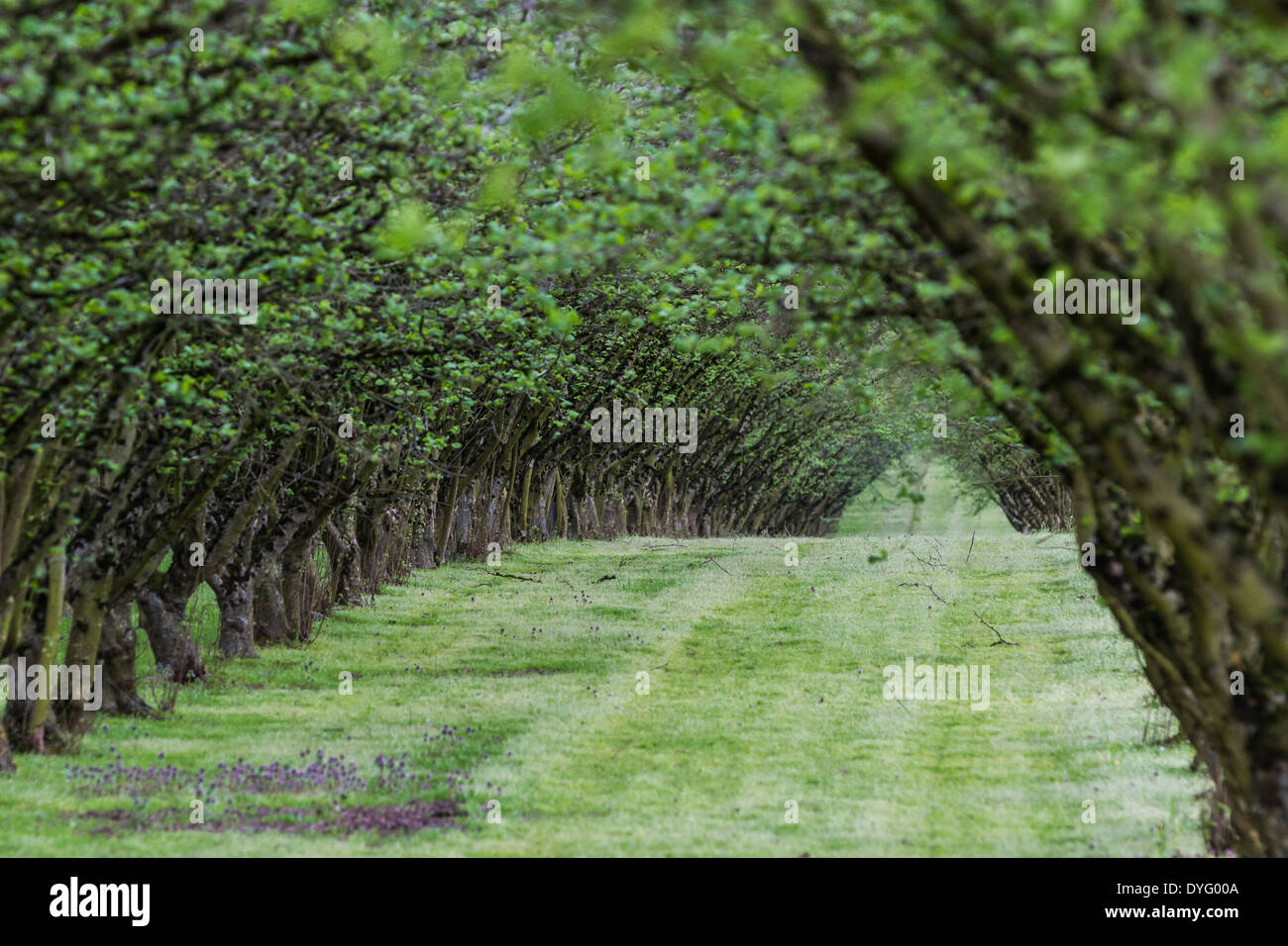 Hazelnut Farm High Resolution Stock Photography and Images - Alamy