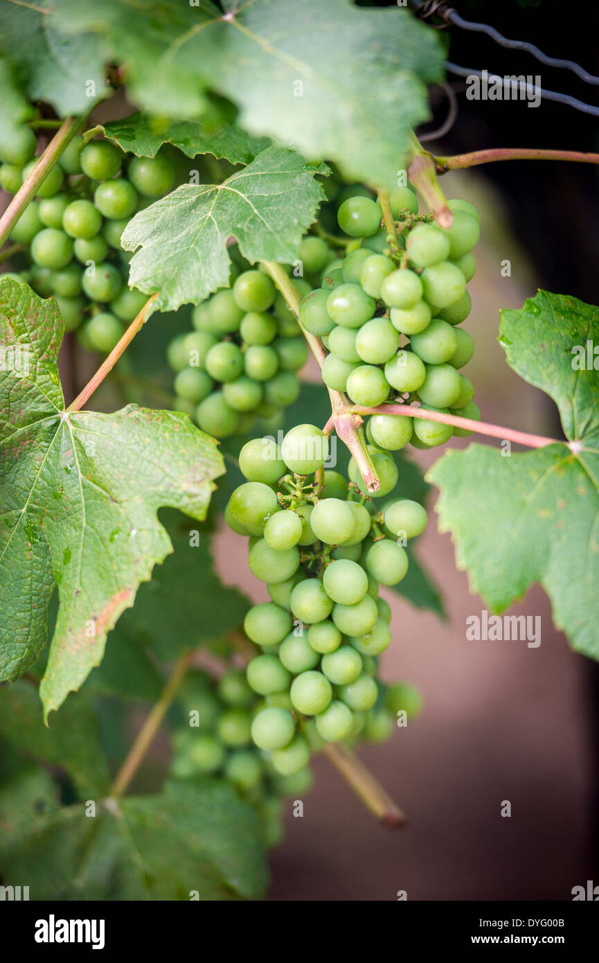 Green grapes hi-res stock photography and images - Alamy