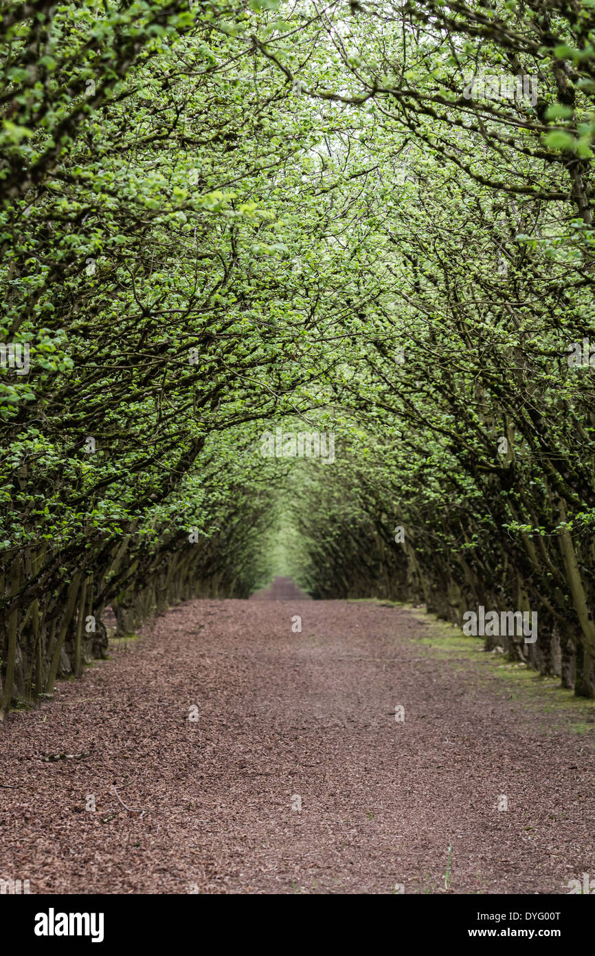 well manicured and maintained hazelnut tree farm in Oregon Stock Photo ...