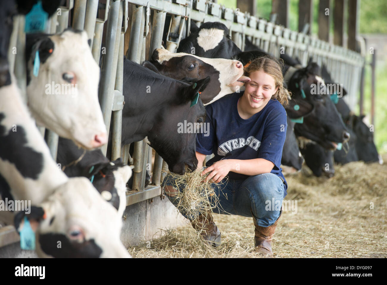 Dairy cow licking young woman's face Orono, Maine Stock Photo - Alamy