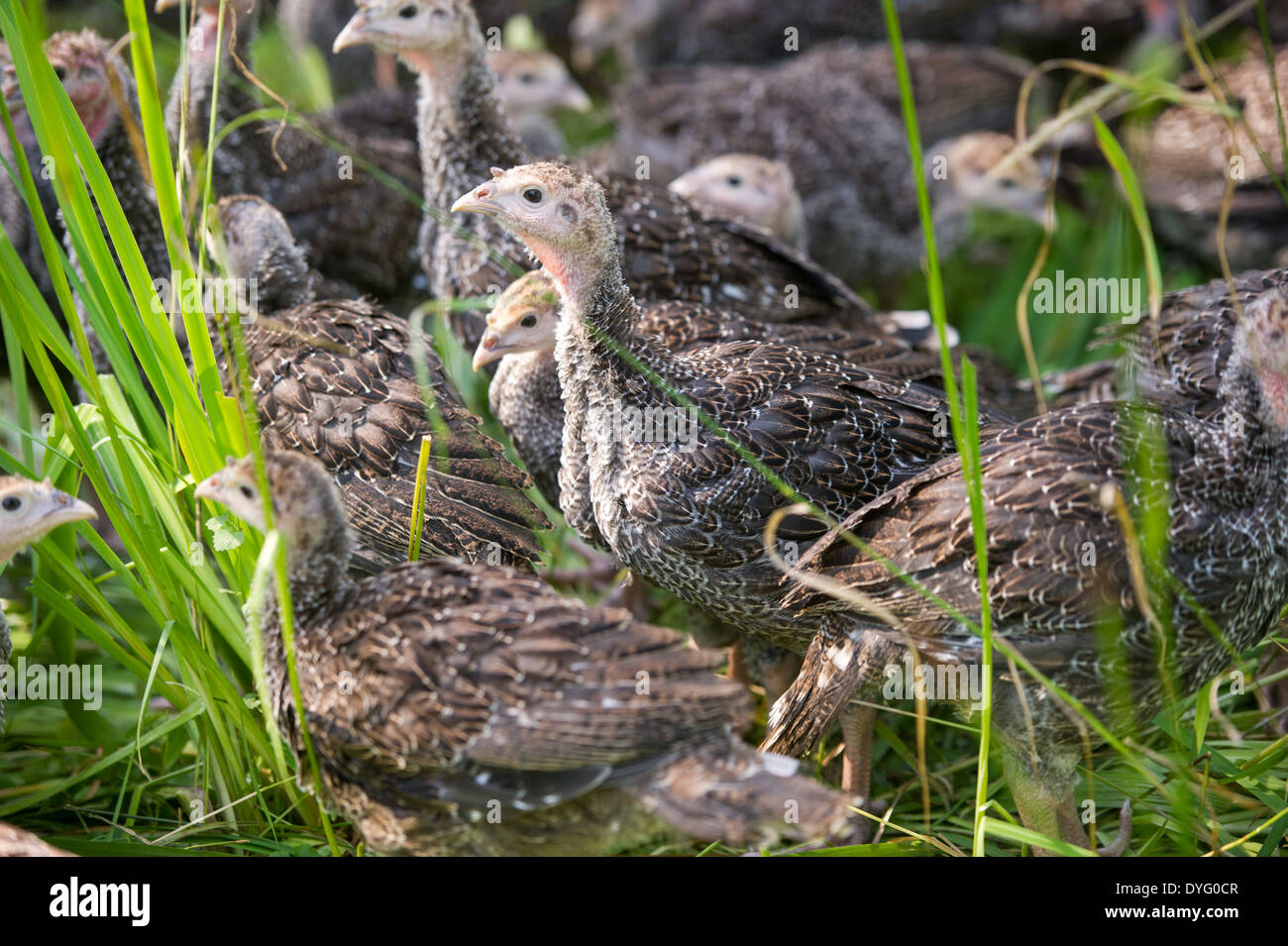 Cute Baby Turkeys