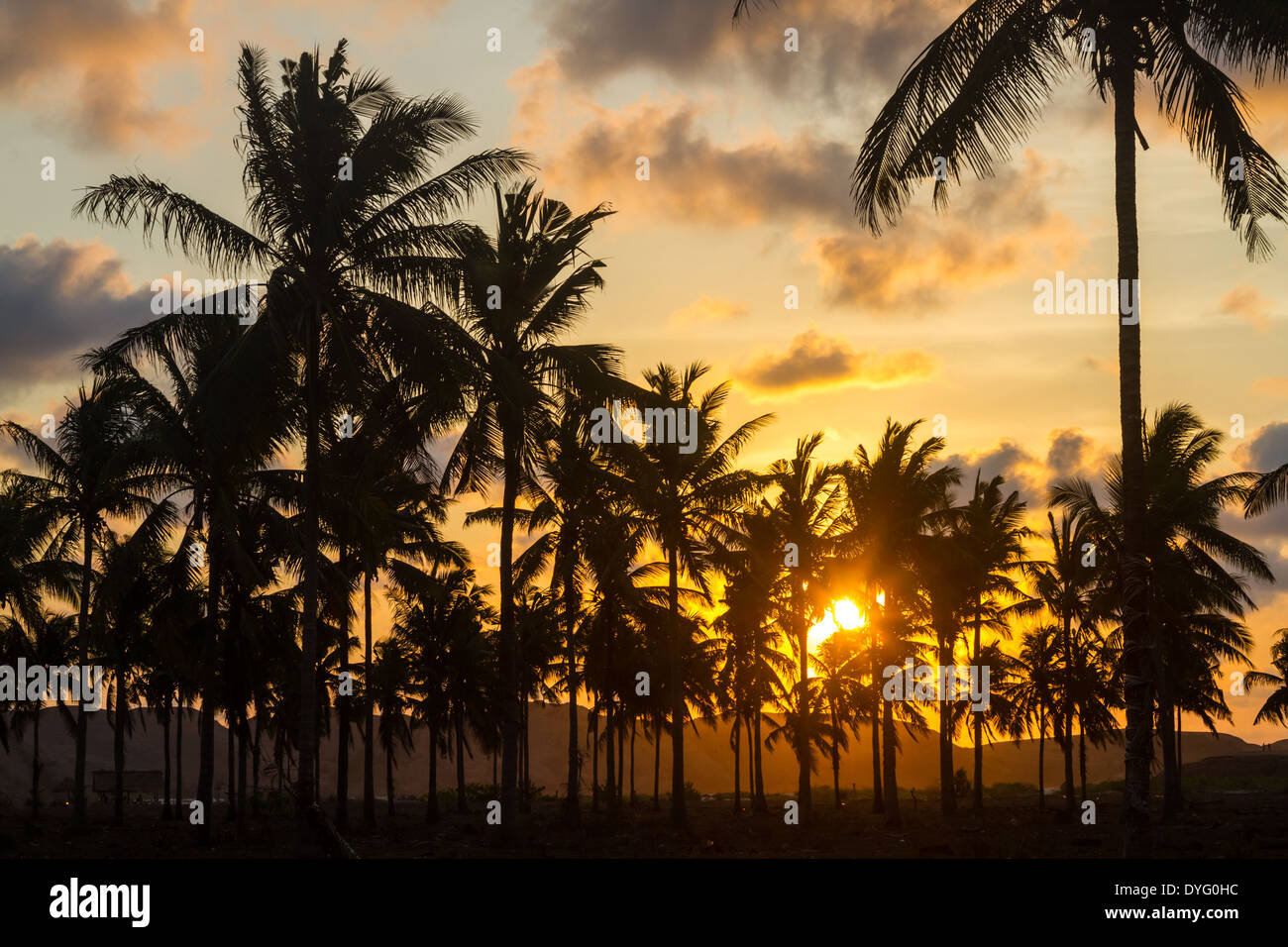 Picture of Palm Tree at Sunset Time. Indonesia Stock Photo - Alamy