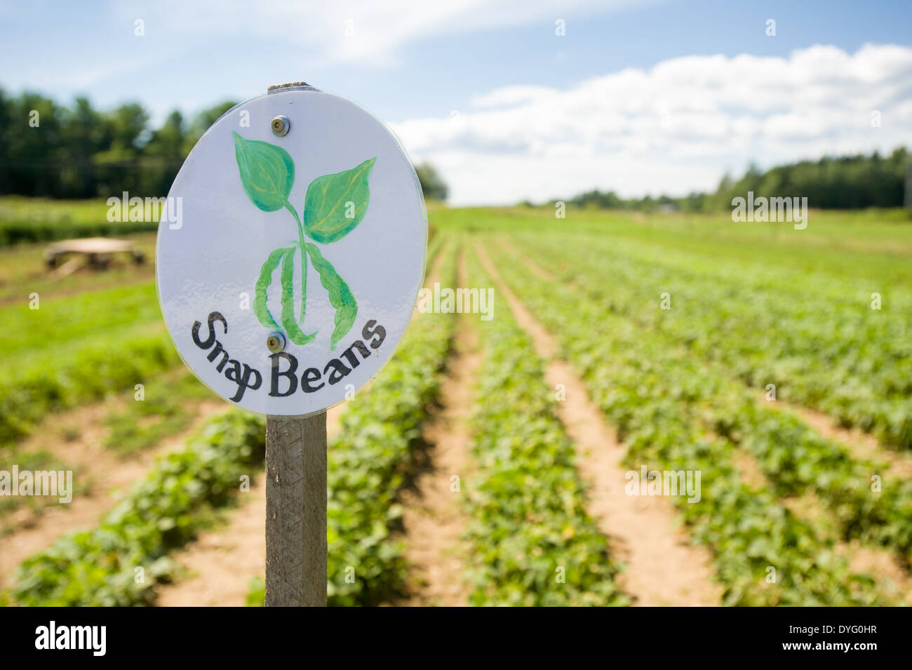 Field beans hi-res stock photography and images - Alamy