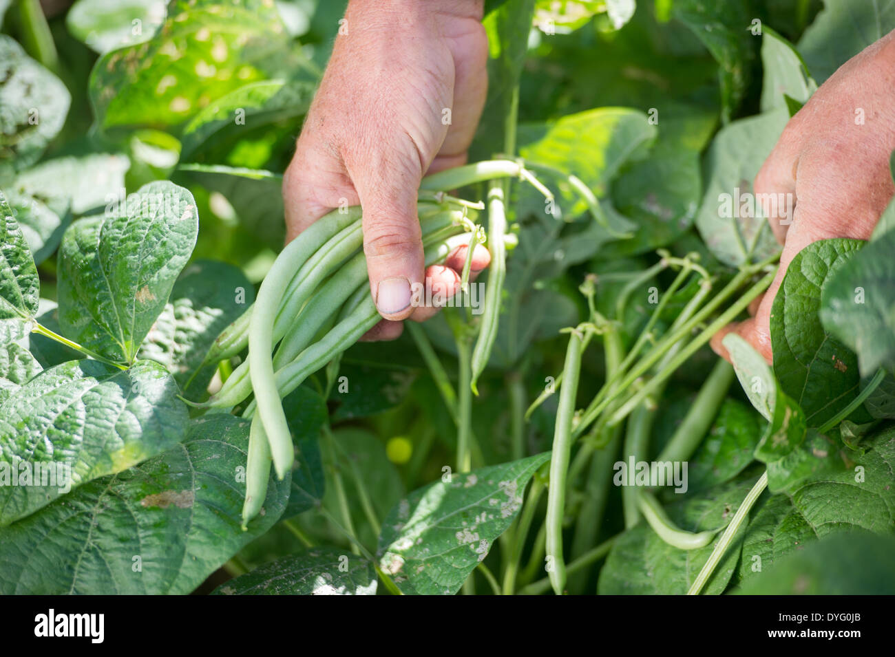 Hands picking green beans lisbon hi-res stock photography and images ...