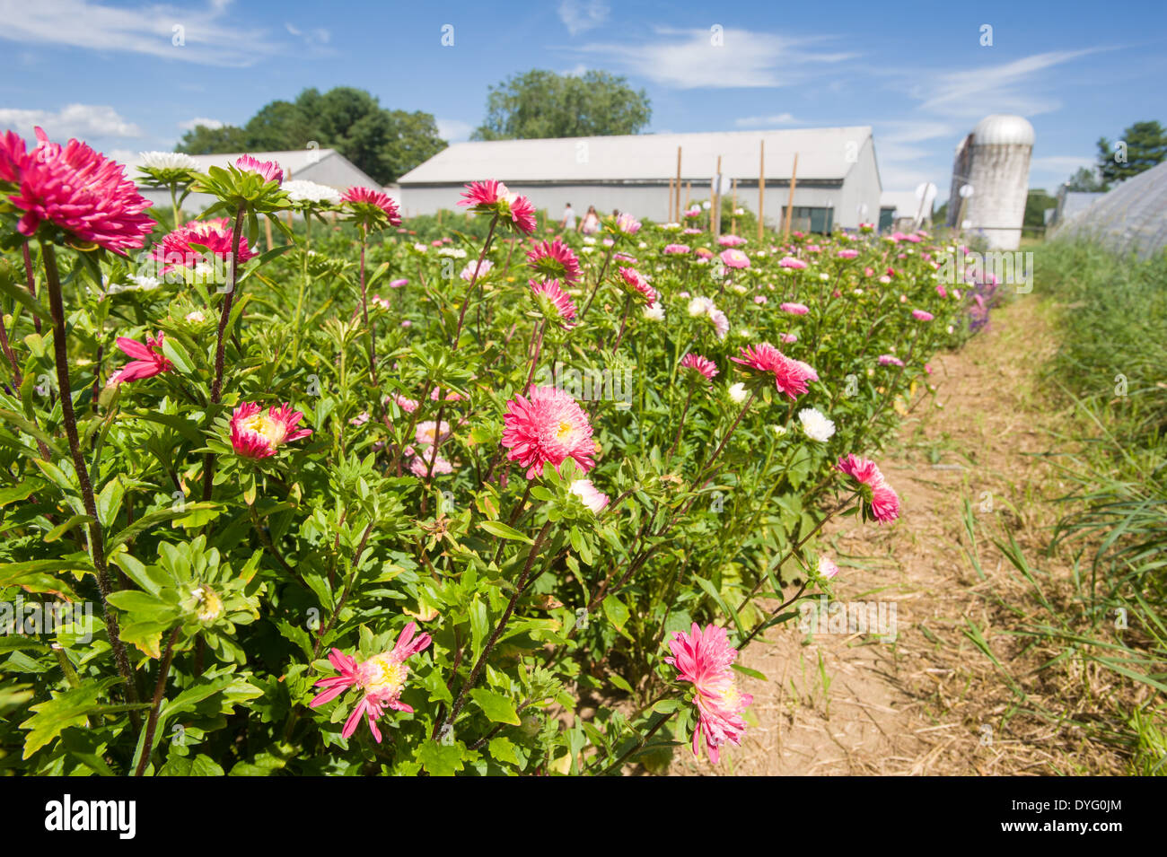Row of flowers hi-res stock photography and images - Alamy