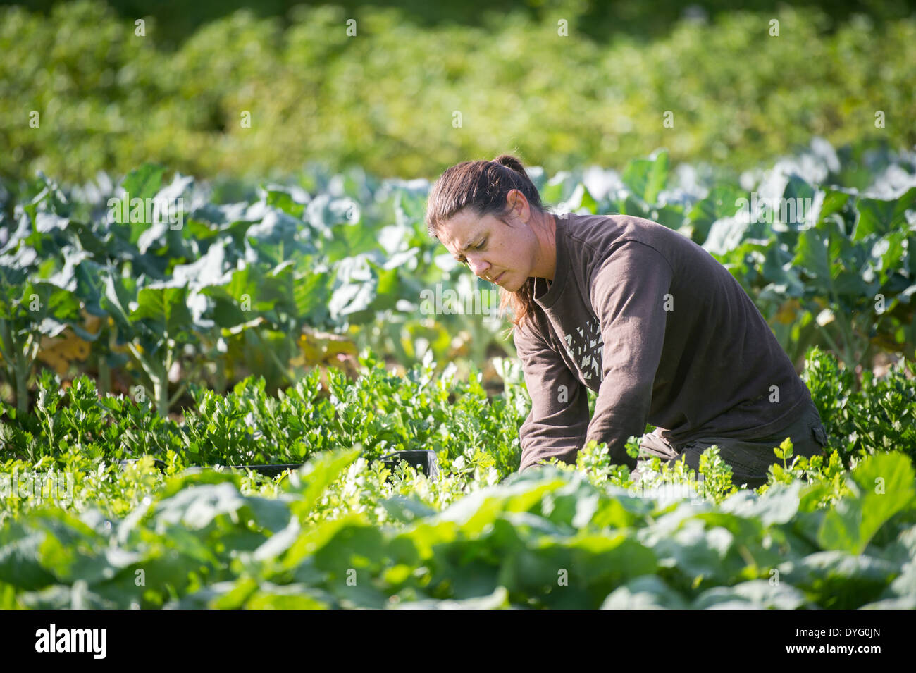 Working agriculture hi-res stock photography and images - Alamy