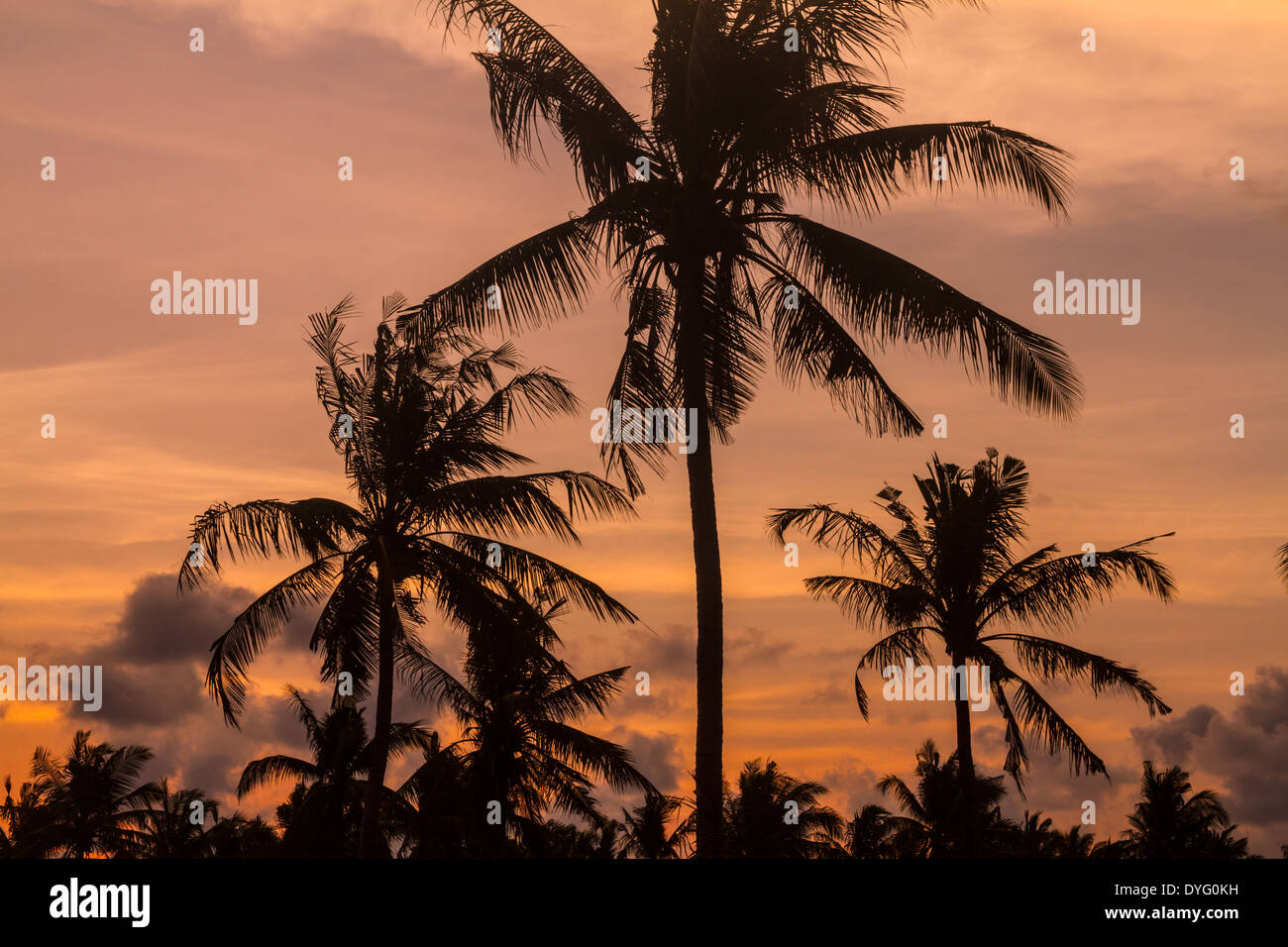 Picture of Palm Tree at Sunset Time. Indonesia Stock Photo - Alamy