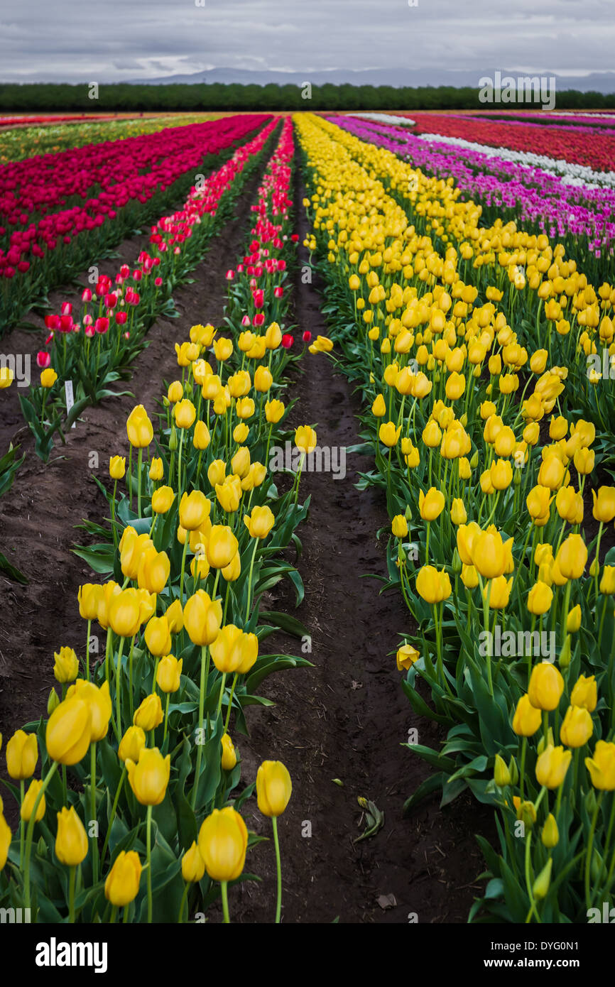 beautiful colorful tulips in a farm in Oregon shot on a beautiful ...