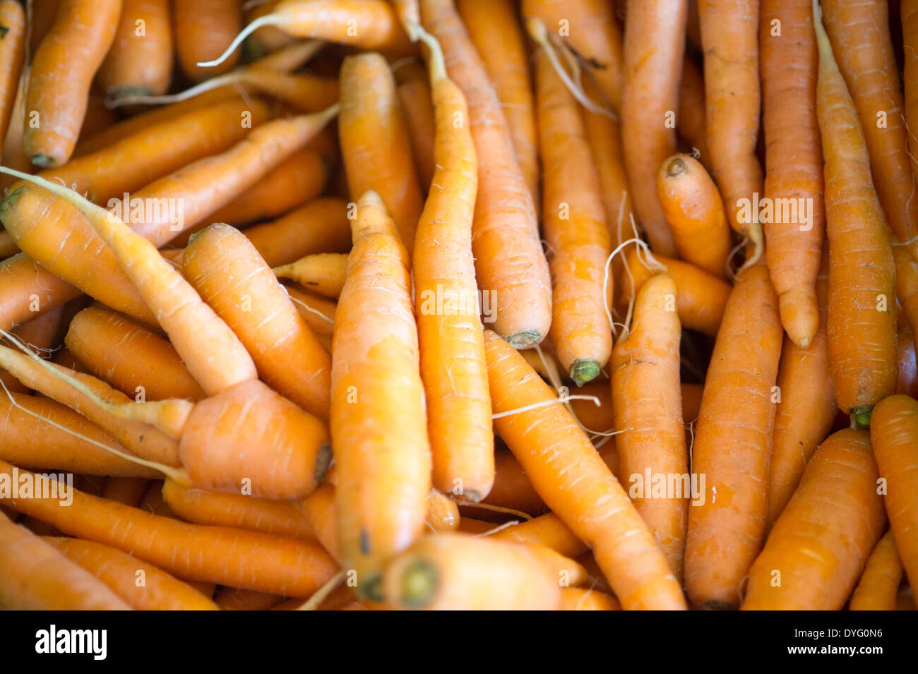 Pile of clean carrots Brunswick, Maine Stock Photo - Alamy