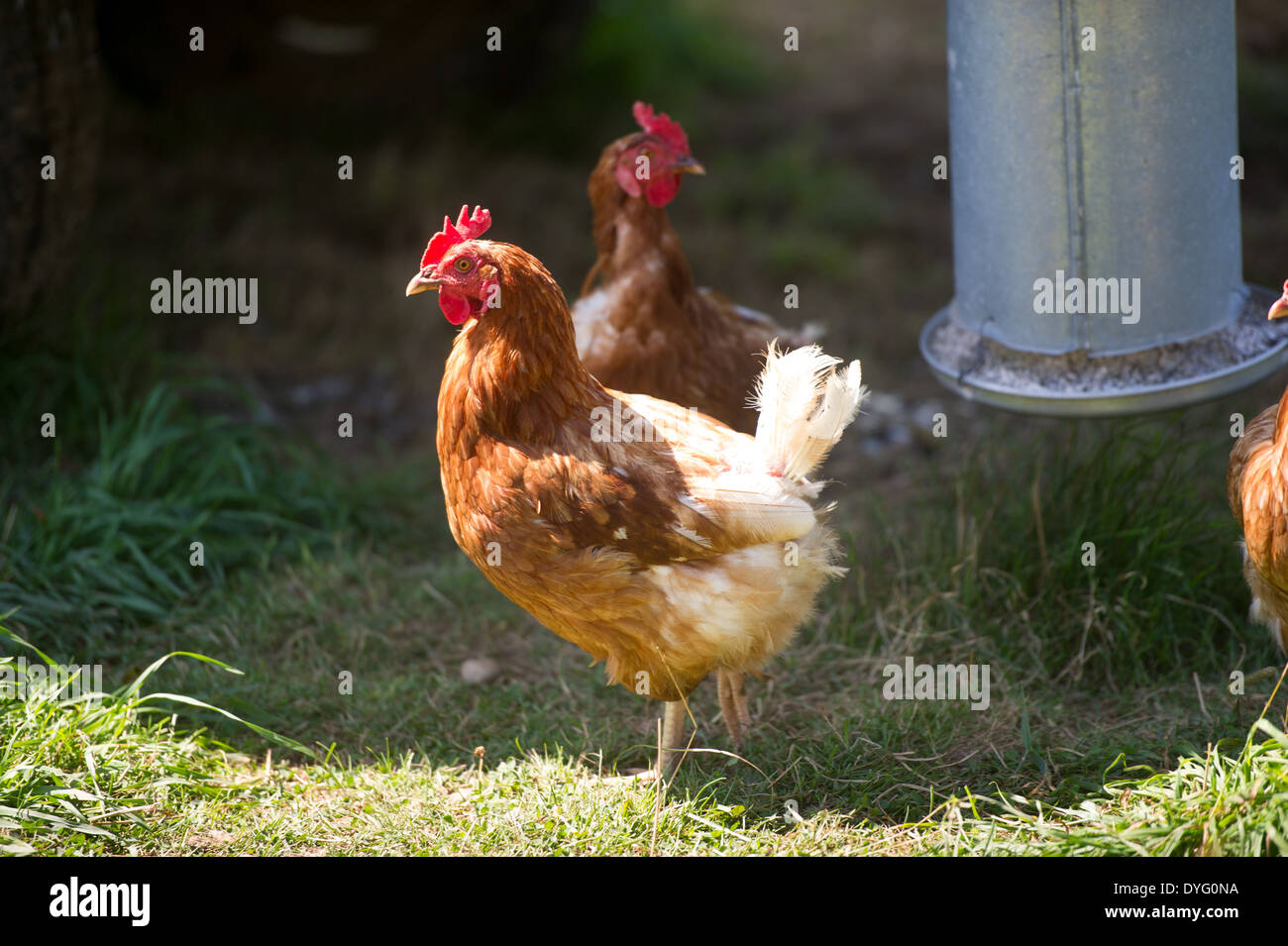 Chicken feeder hi-res stock photography and images - Alamy