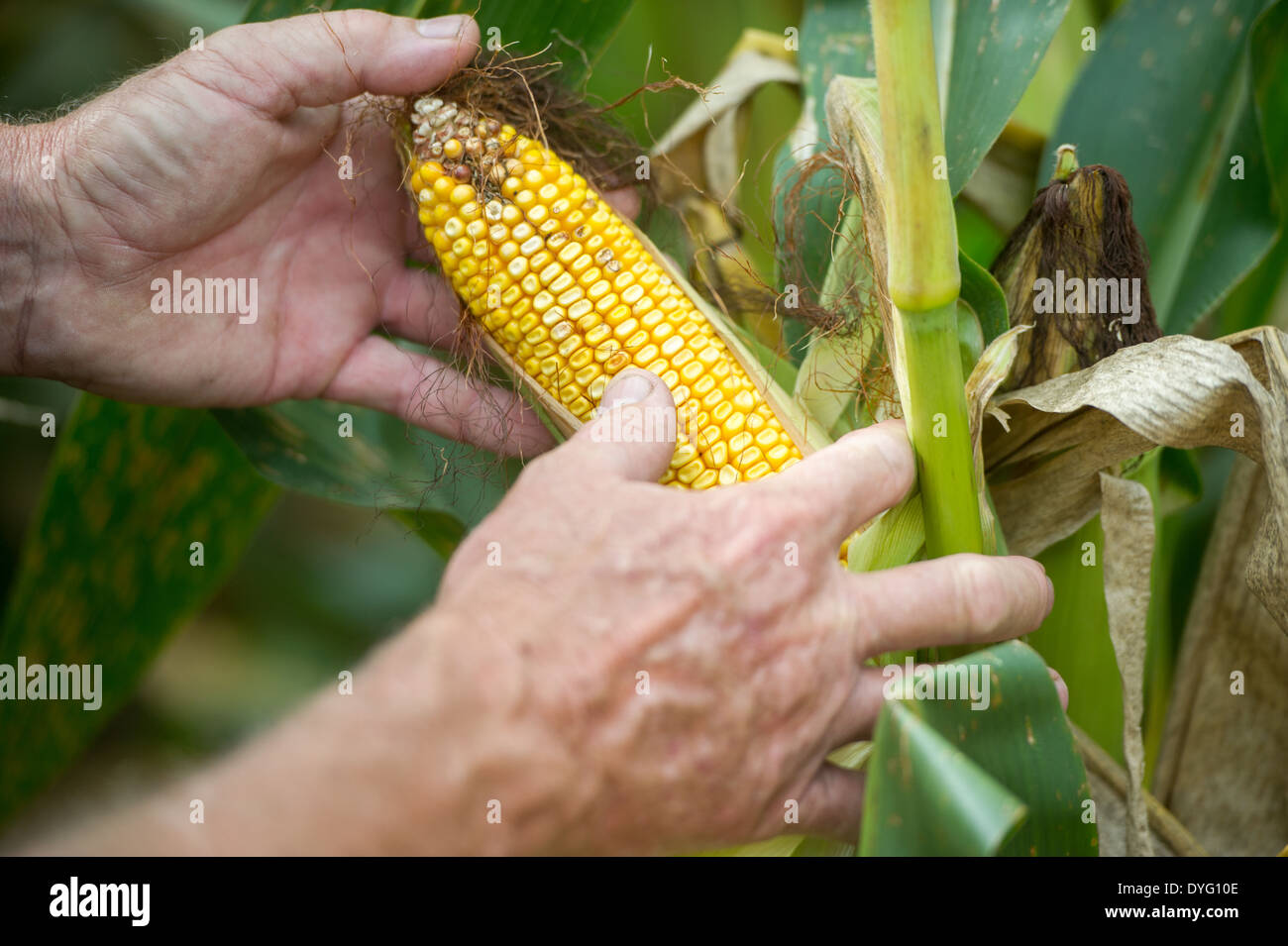 Checking field corn Woodbine MD Stock Photo - Alamy