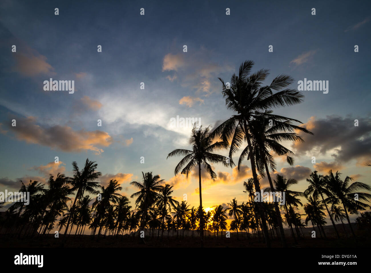 Picture of Palm Tree at Sunset Time. Indonesia Stock Photo - Alamy